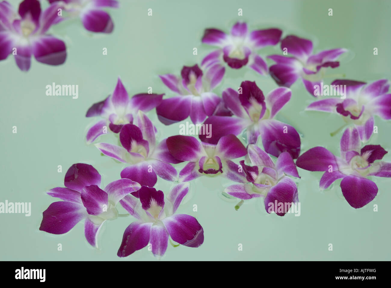 Close-up of orchids floating on water Stock Photo - Alamy