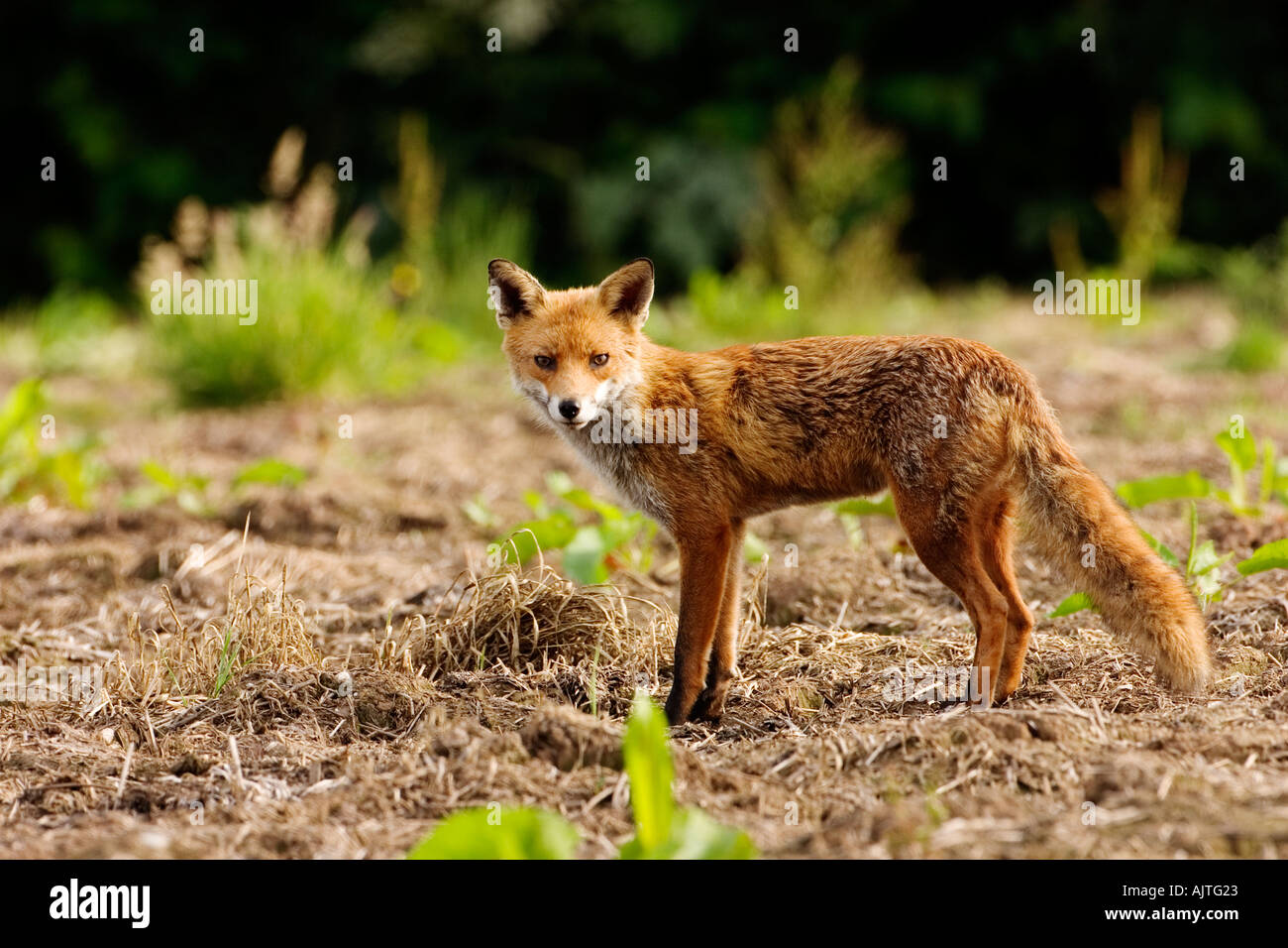 Curious young Red Fox Stock Photo - Alamy