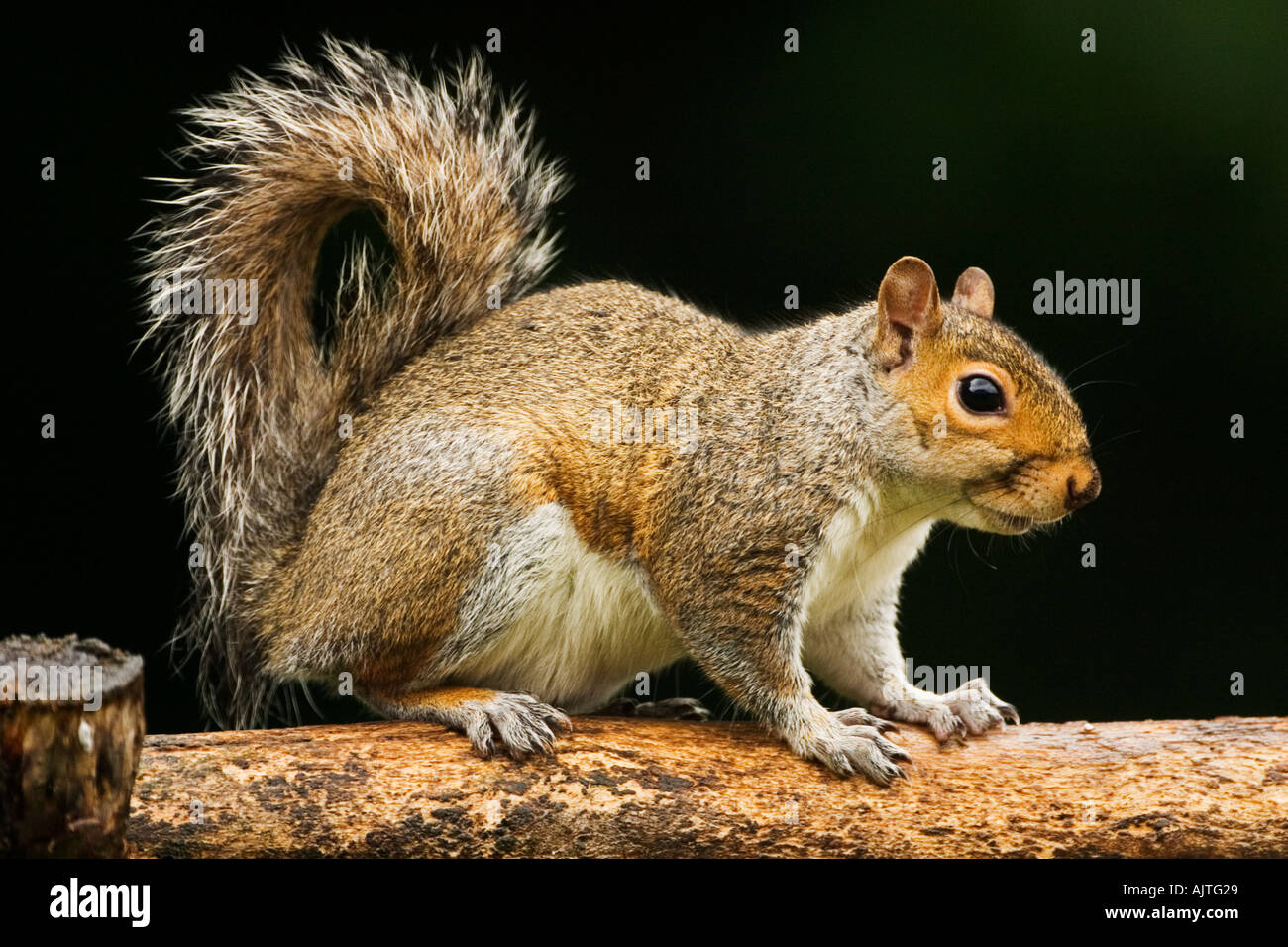 British grey squirrel hi-res stock photography and images - Alamy