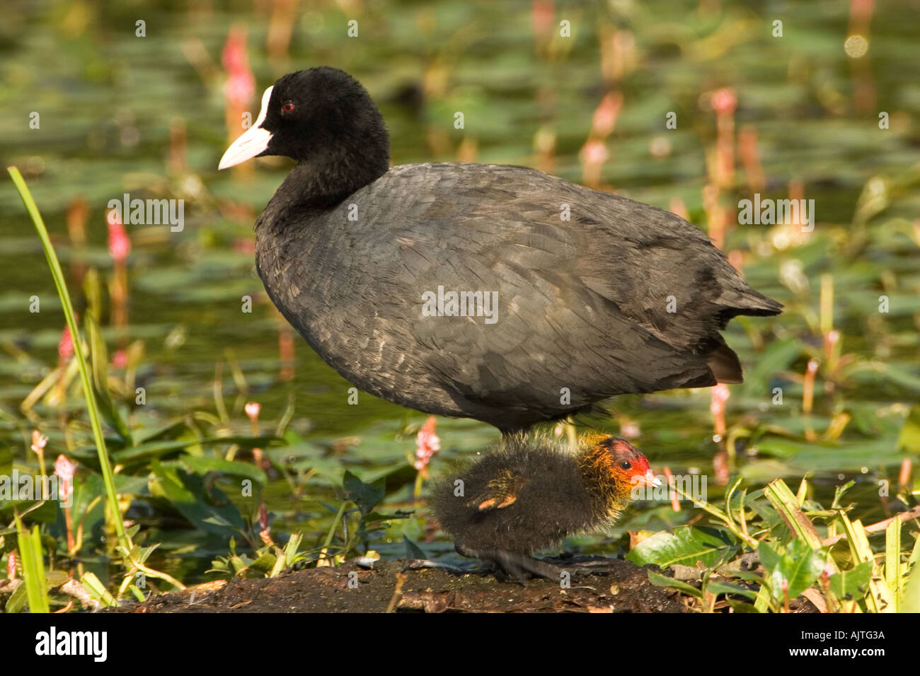 Coot chick and parent hi-res stock photography and images - Alamy