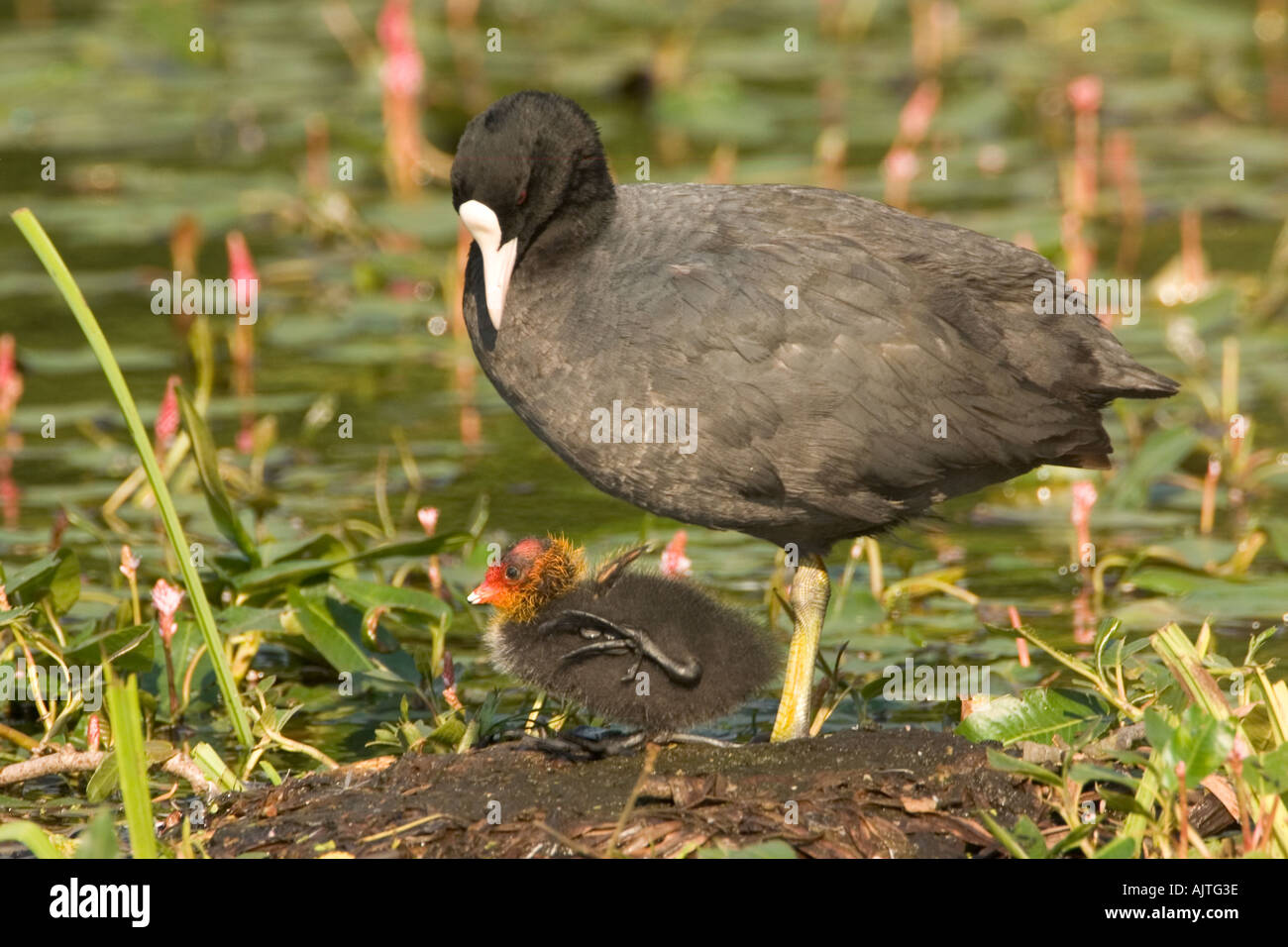 Coot chick and parent hi-res stock photography and images - Alamy