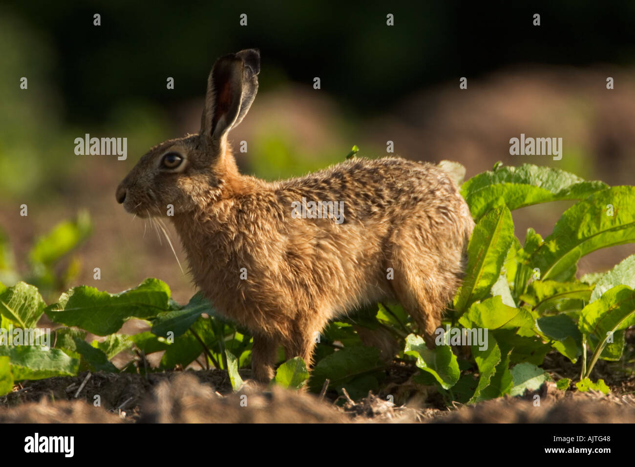 Brown hare england hi-res stock photography and images - Alamy