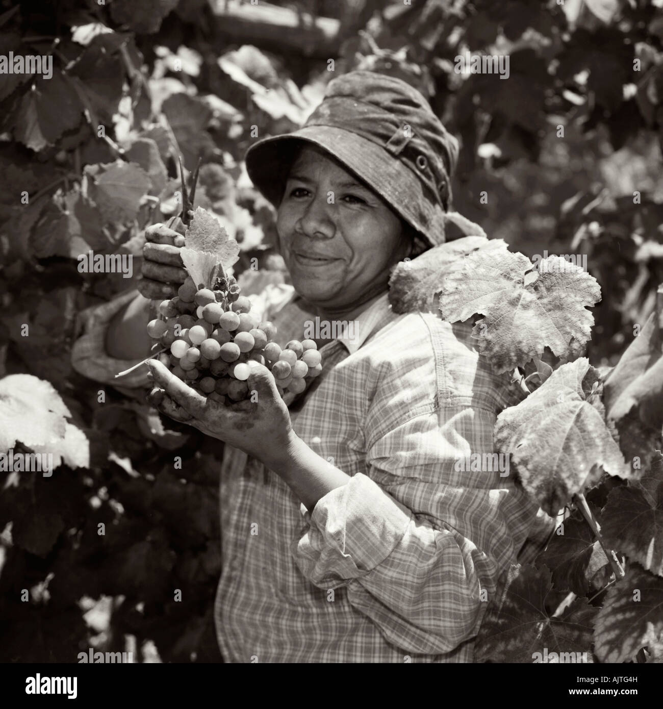 grape picker in vineyard Stock Photo - Alamy