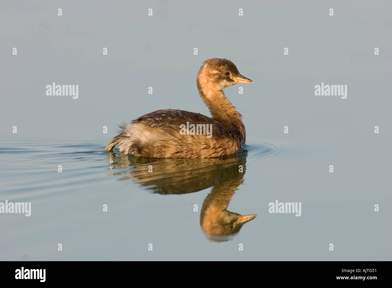 Young Little Grebe Stock Photo - Alamy