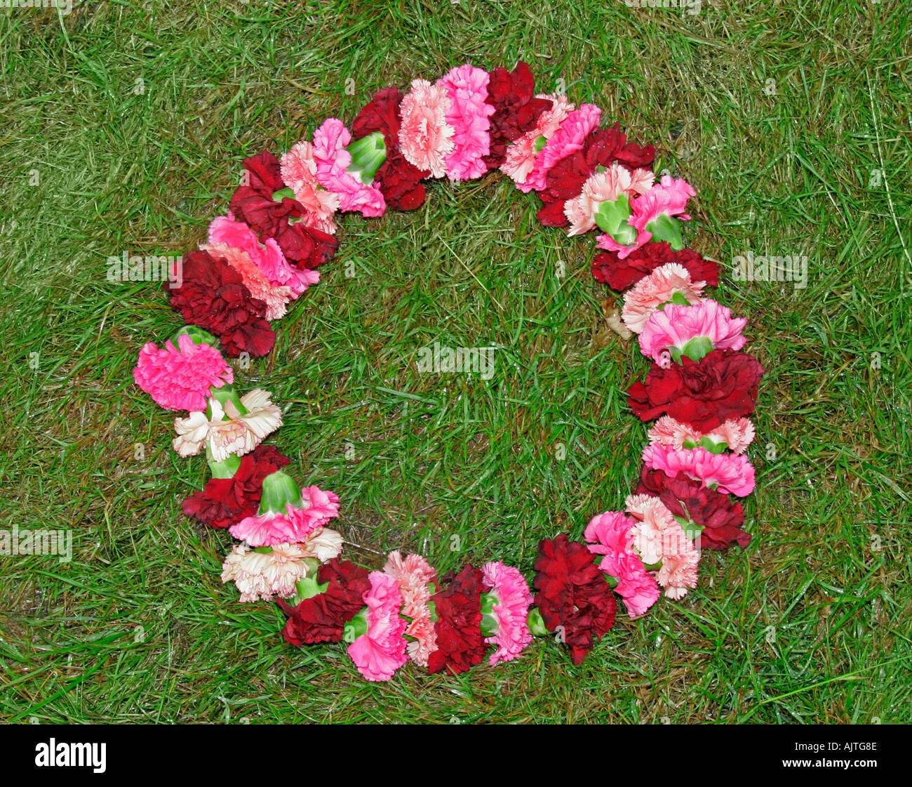 A circular garland of pink and red carnations laying on grass Stock ...