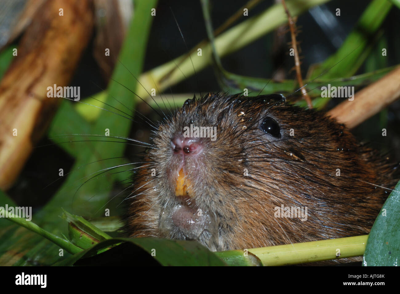 Vole Teeth