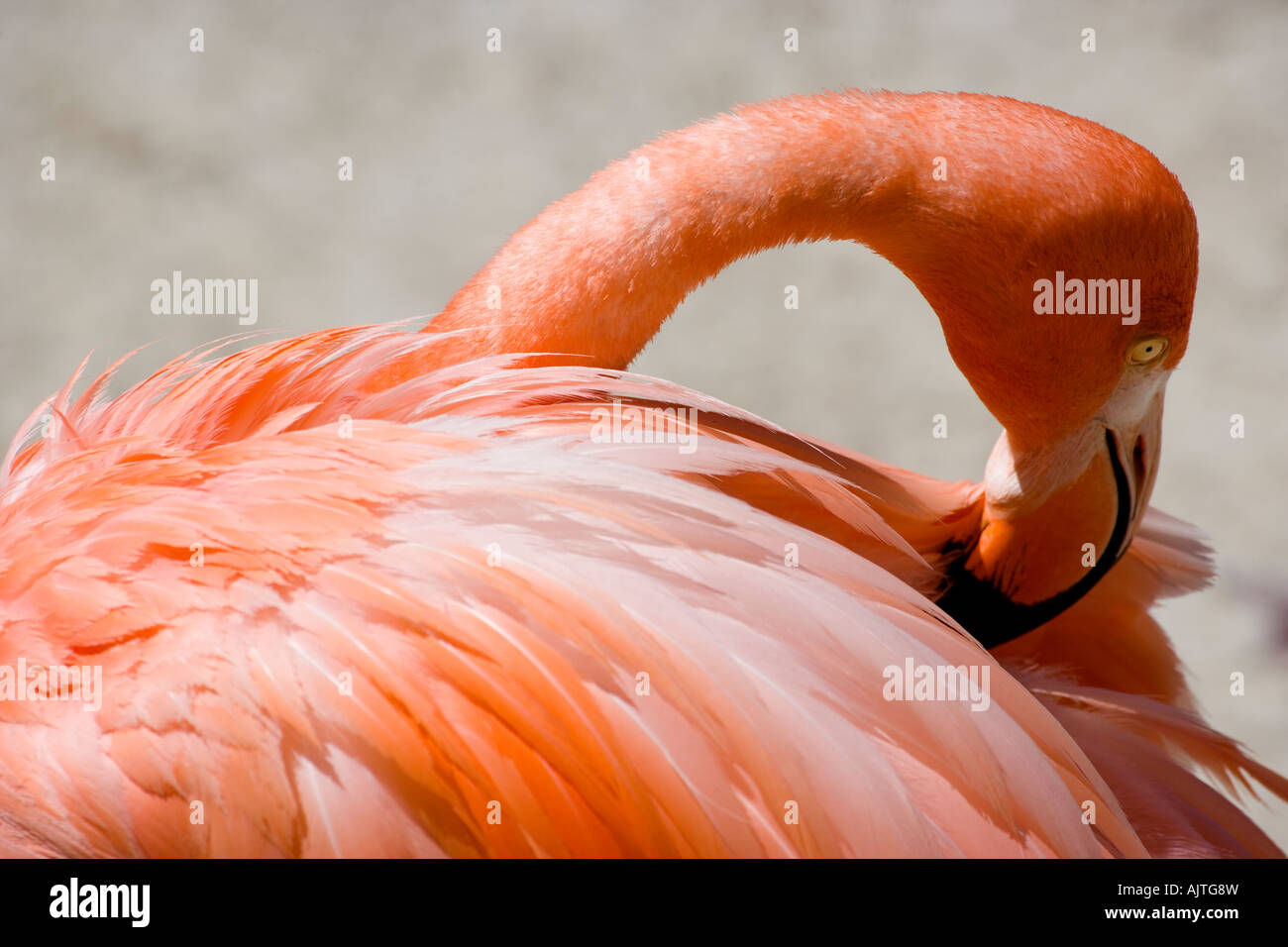 Lesser Flamingo Preening Stock Photo - Alamy