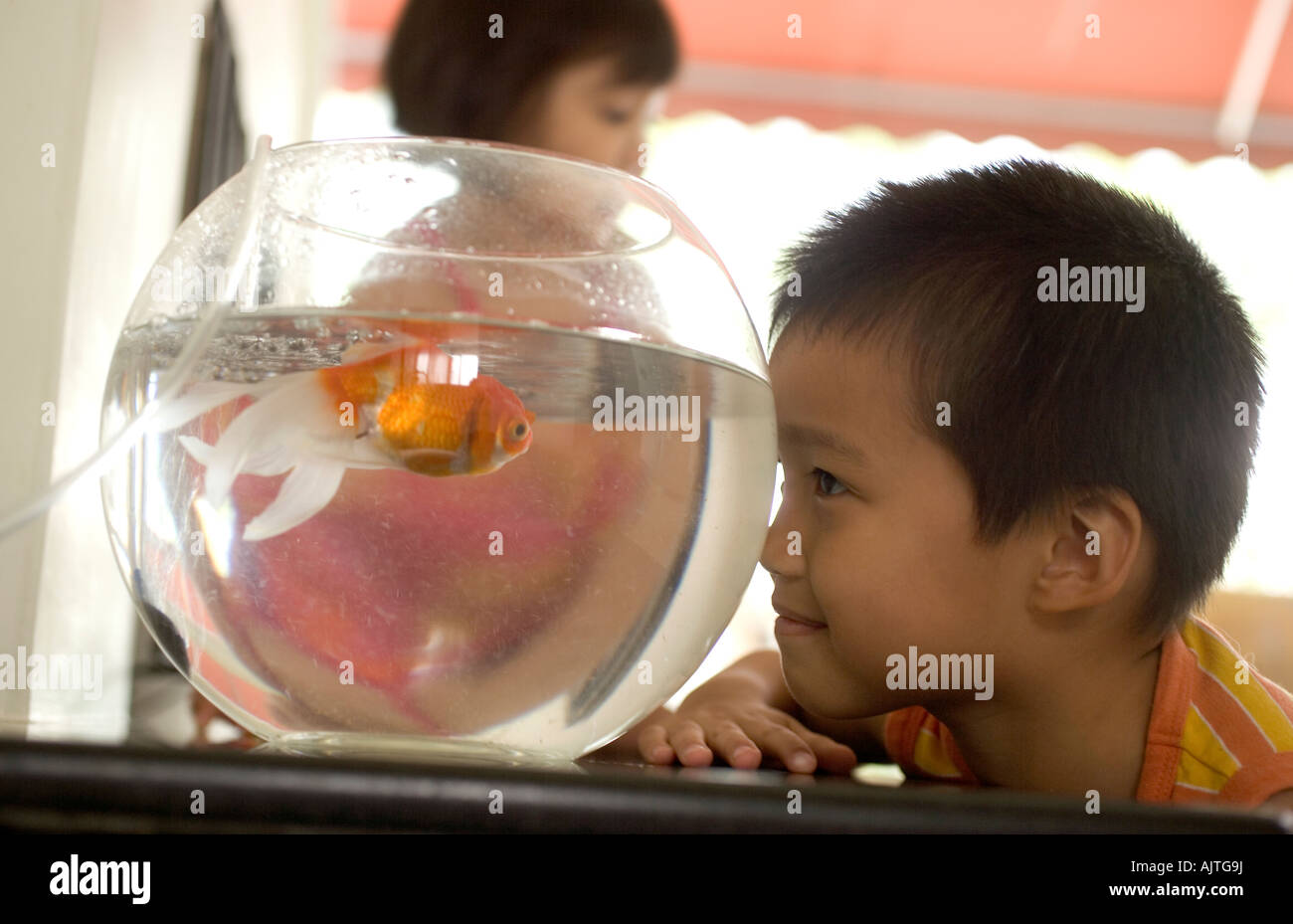 Boy looking at goldfish hi-res stock photography and images - Alamy