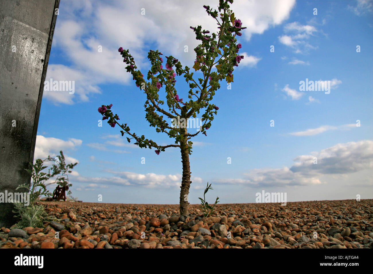 A low wide angle view of a flowering plant growing in an otherwise ...