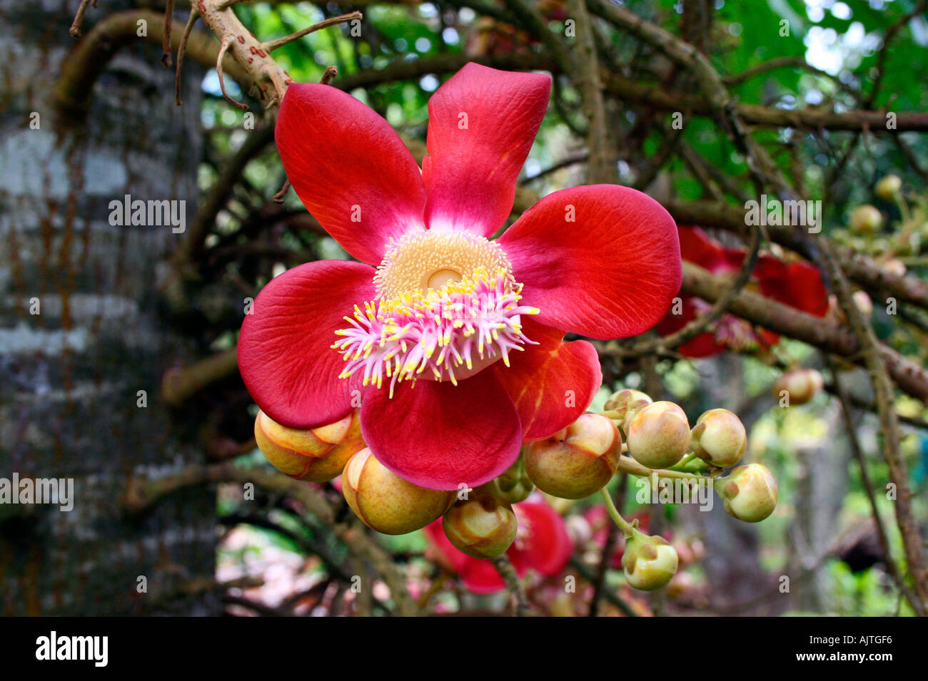 Sarpagandha the Indian snakeroot Stock Photo - Alamy
