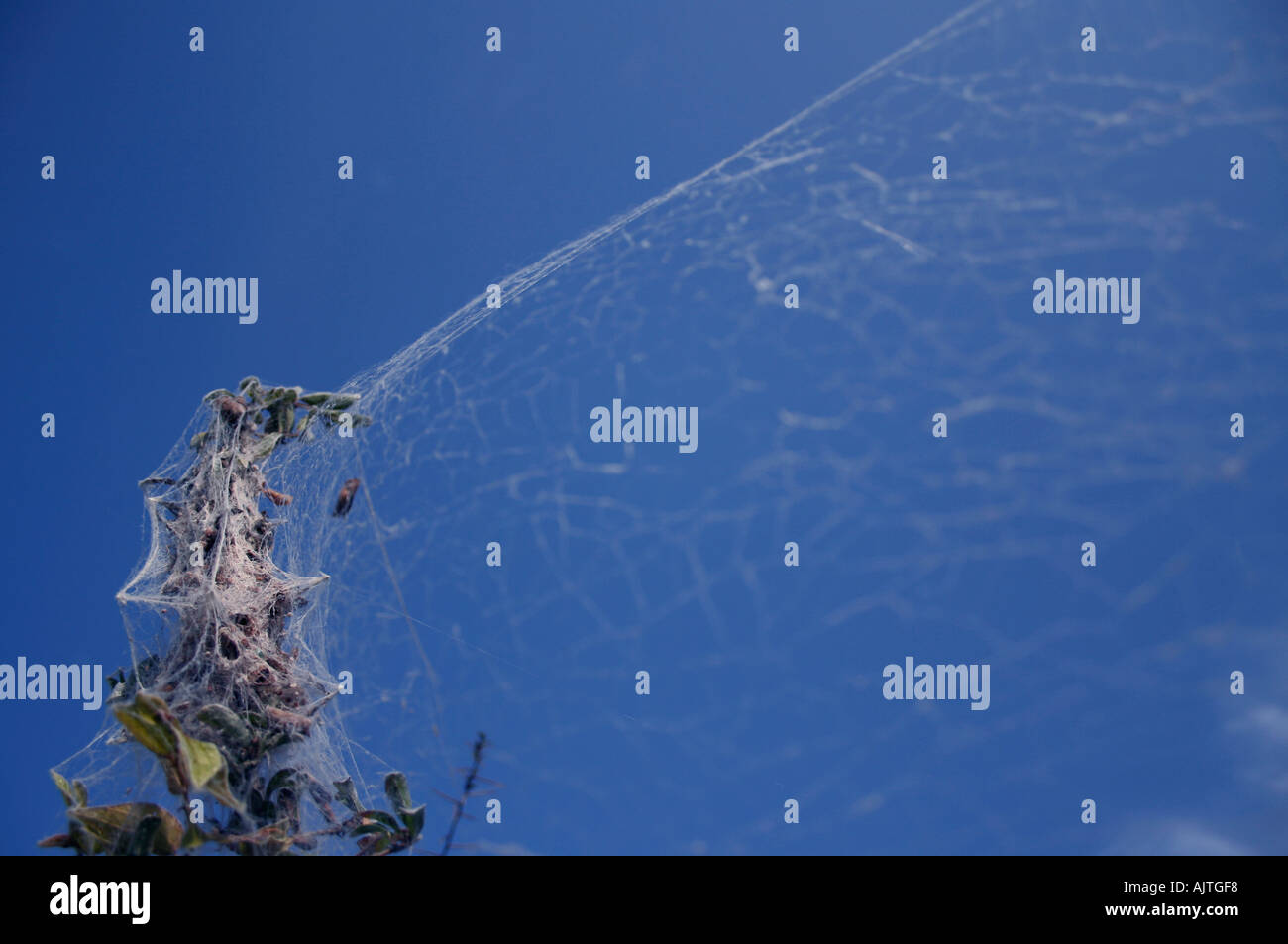 A beautifully spun spider web Stock Photo - Alamy