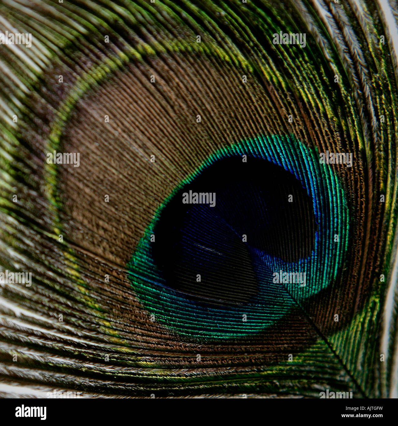 Close-up of a peacock feather Stock Photo - Alamy