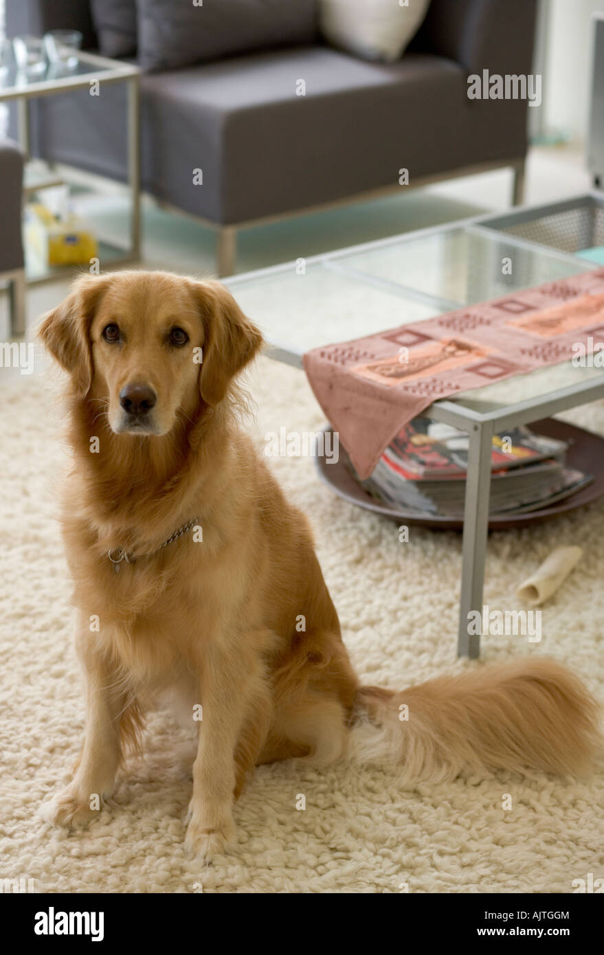 Close-up of a Golden Retriever Stock Photo - Alamy