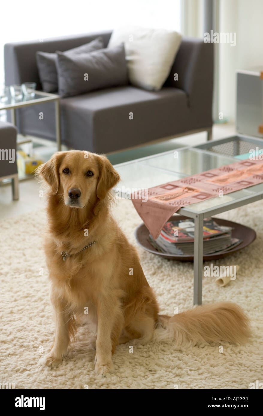 Golden Retriever sitting near a table Stock Photo - Alamy