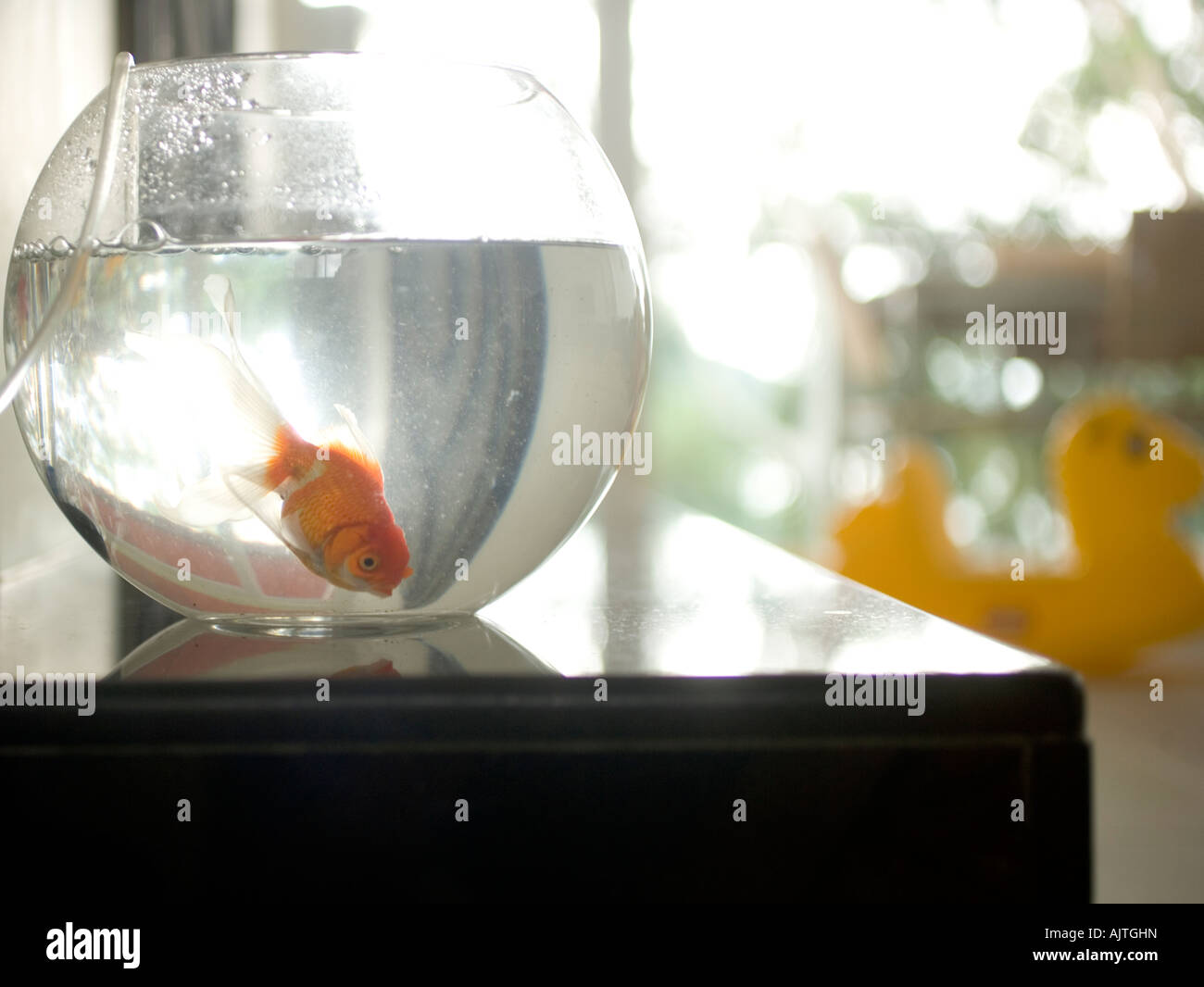 Close-up of a goldfish in a fishbowl Stock Photo - Alamy