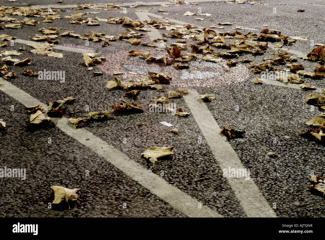 Dead leaves on dirty ground Stock Photo - Alamy