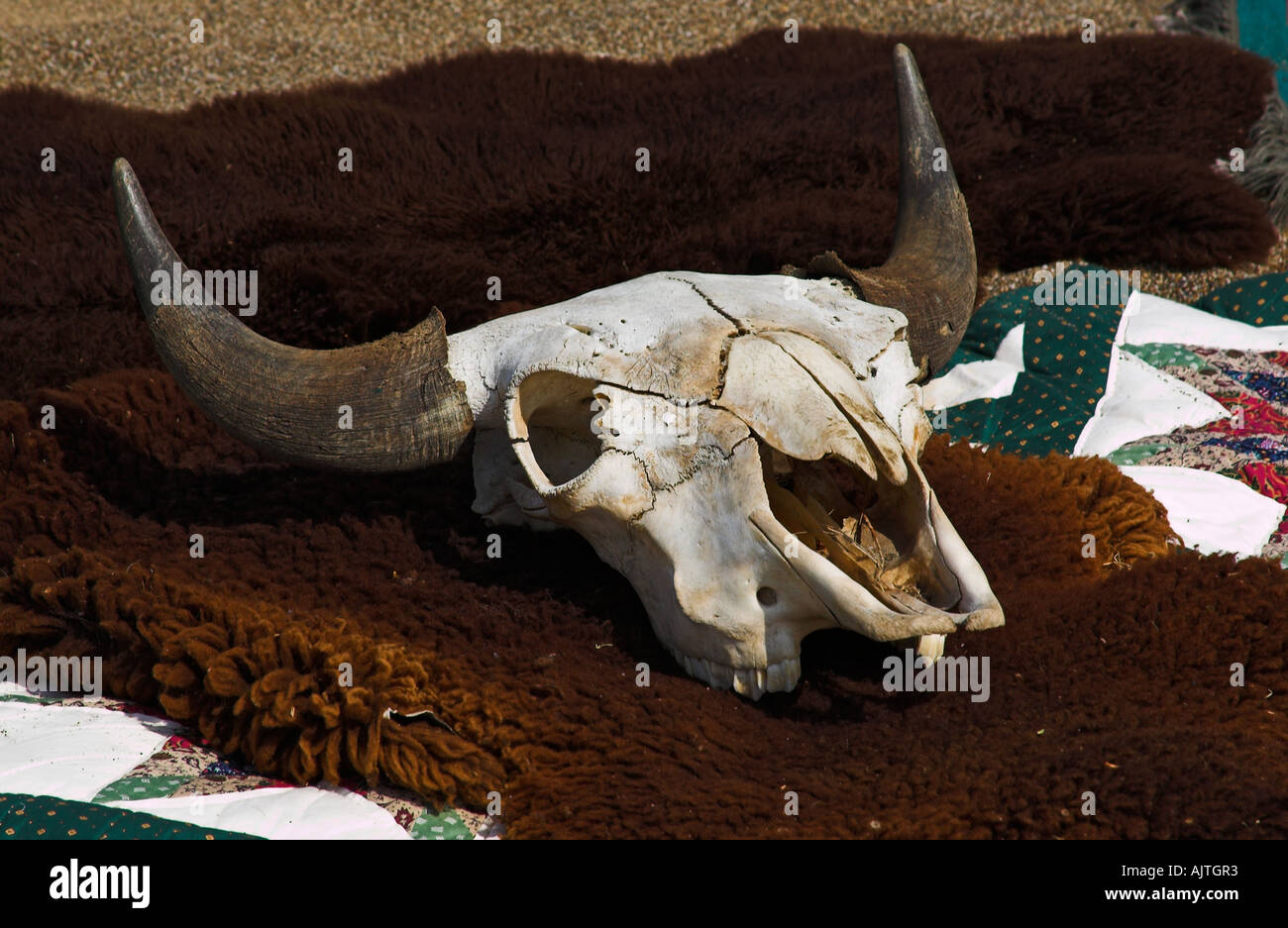 Buffalo skull used in Native American wedding ceremony Stock Photo - Alamy