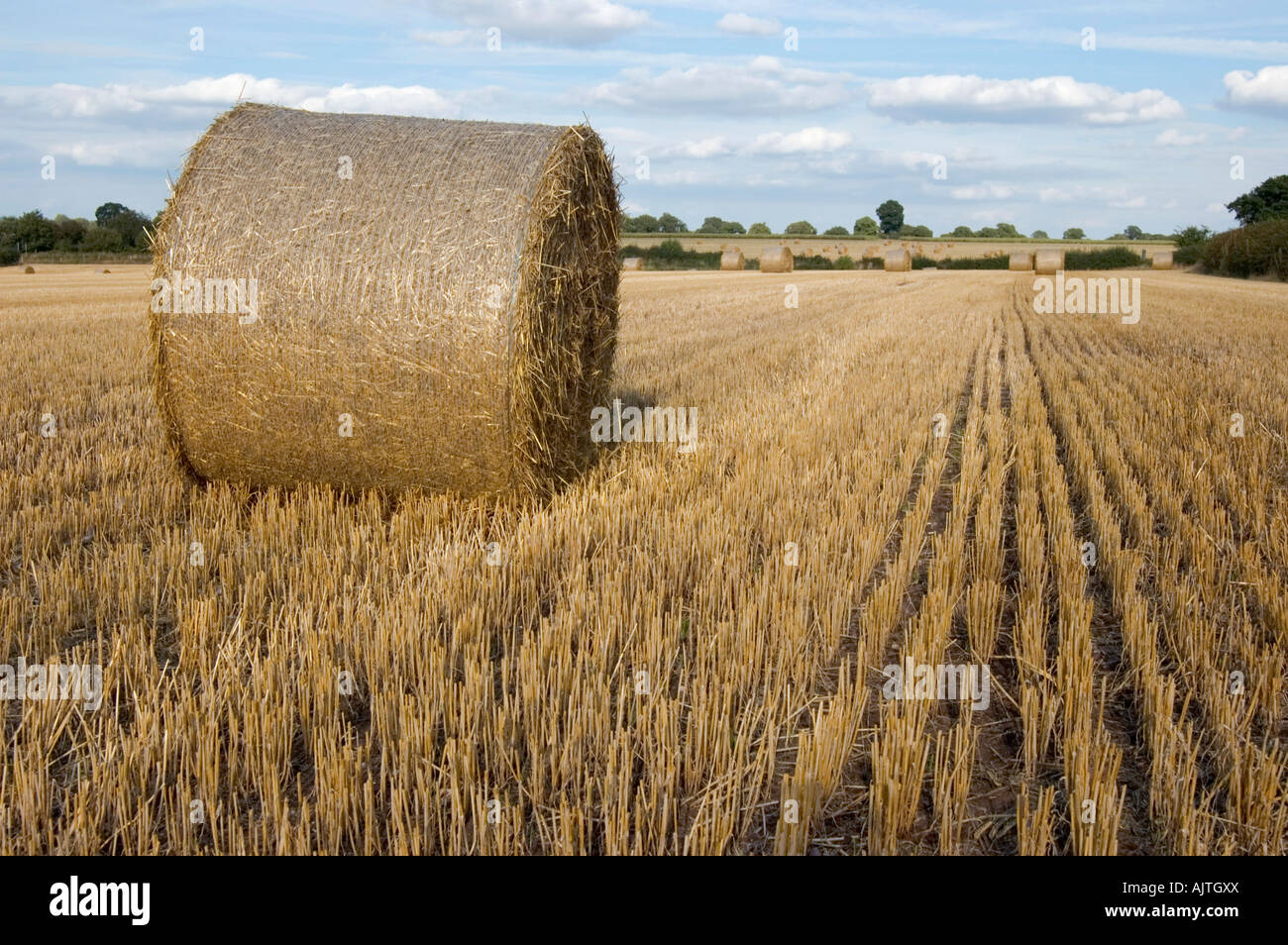 straw bails in an English field Stock Photo - Alamy