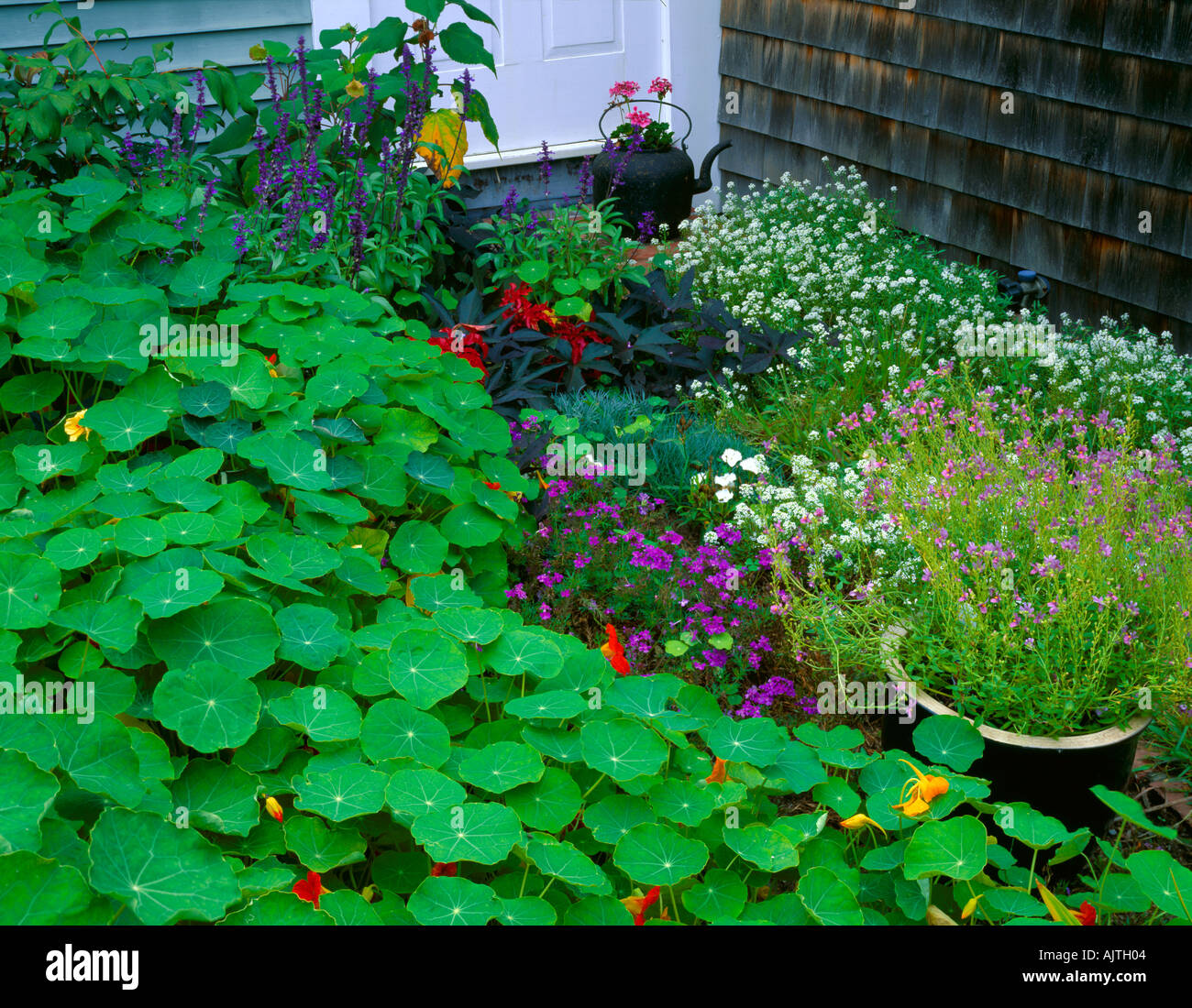 Cape Cod Nat l Seashore MA Provincetown flower bed with nasturtium ...