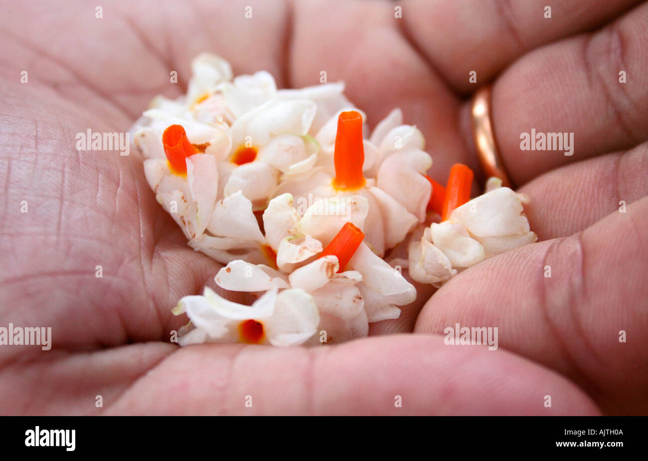 Hand full of fresh flowers Stock Photo - Alamy