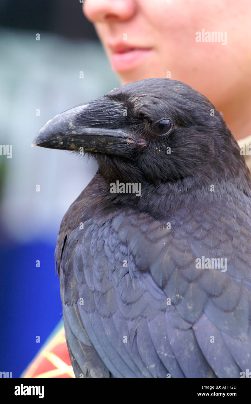 Girl giving a hug to a Raven Stock Photo - Alamy