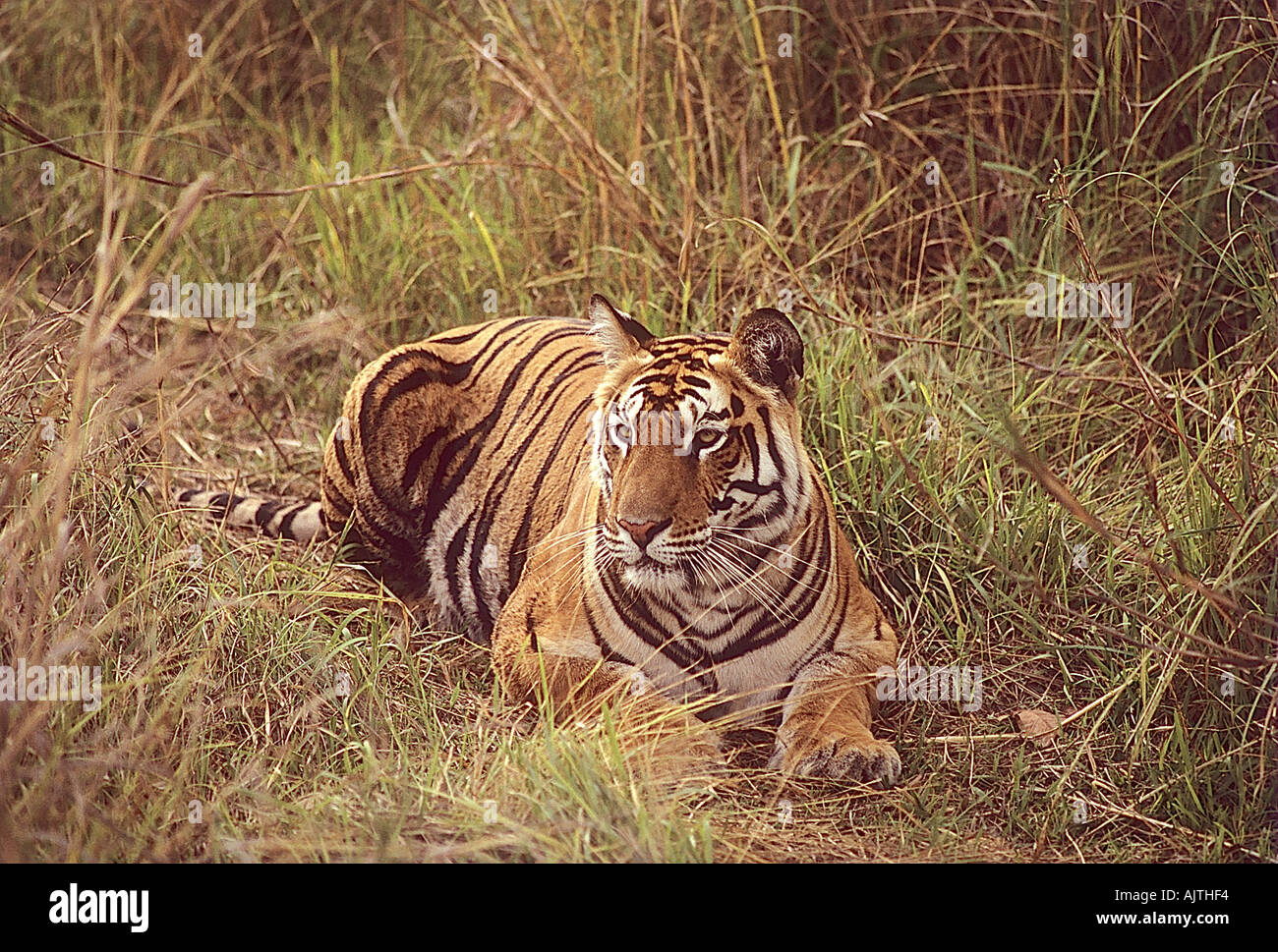 Lesh eating hi-res stock photography and images - Alamy