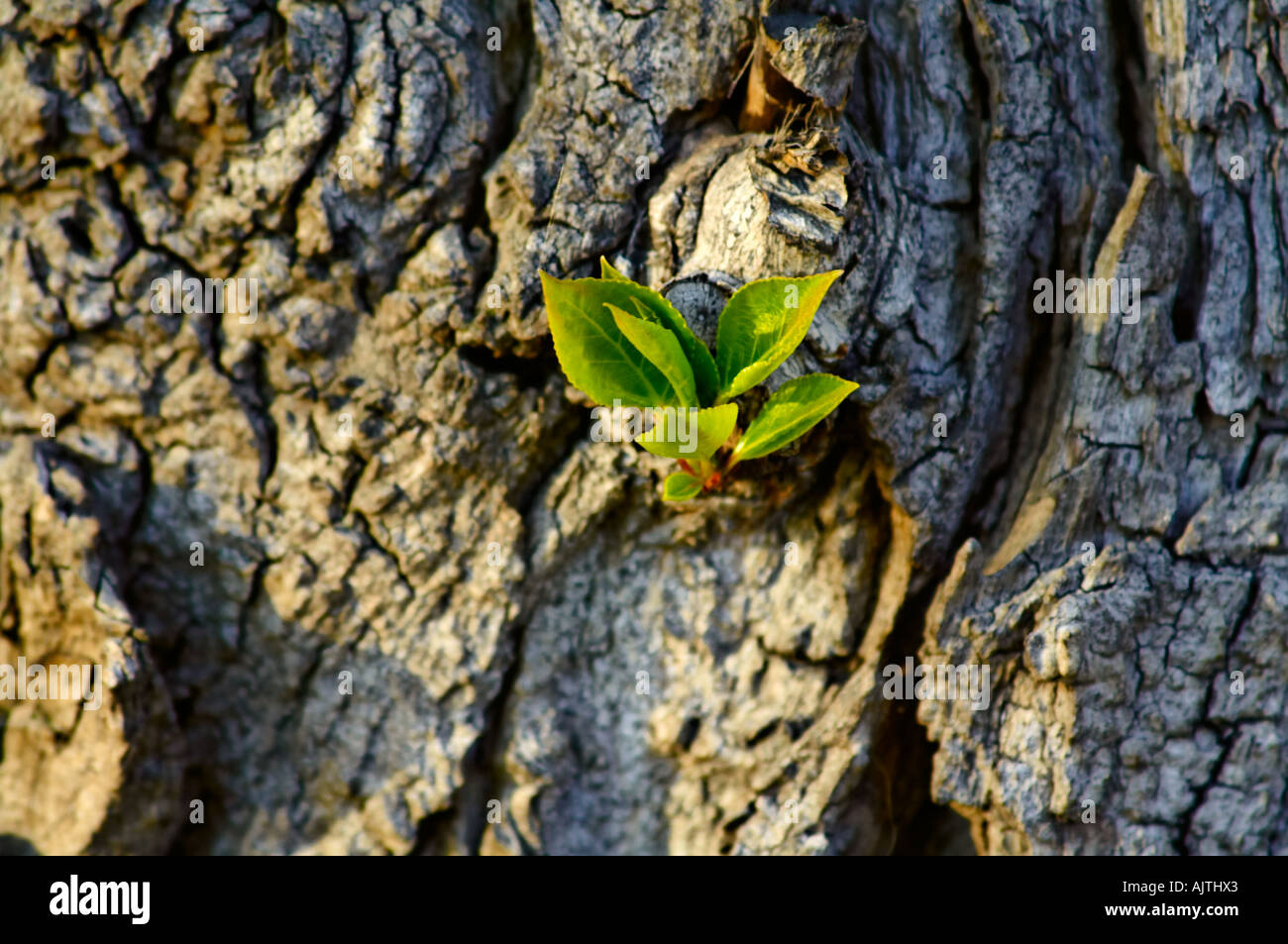 Spring leaves on a tree bark Stock Photo - Alamy