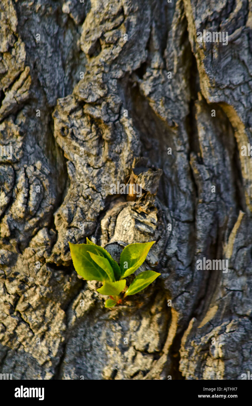 Spring leaves on a tree bark Stock Photo - Alamy