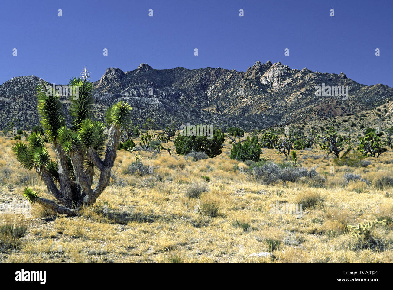 New York Mountains from Ivanpah Road, Mojave National Preserve ...