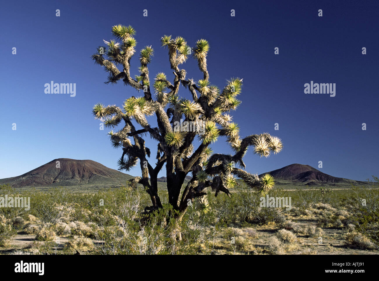 Joshua tree, Cinder Cone in distance, Lava Beds area, Mojave Desert ...