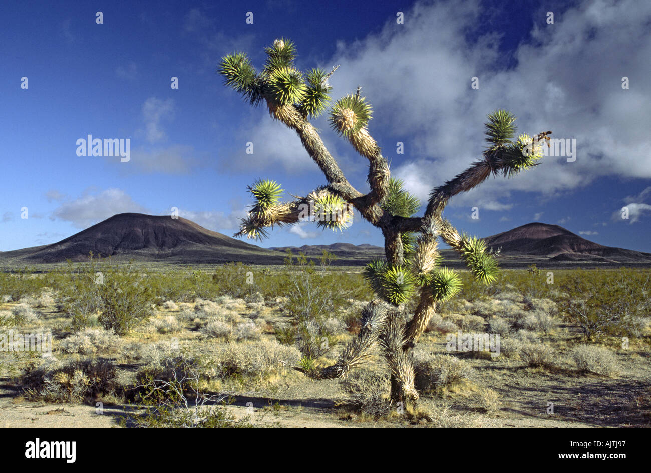Joshua tree, Cinder Cone in distance, Lava Beds area, Mojave Desert ...