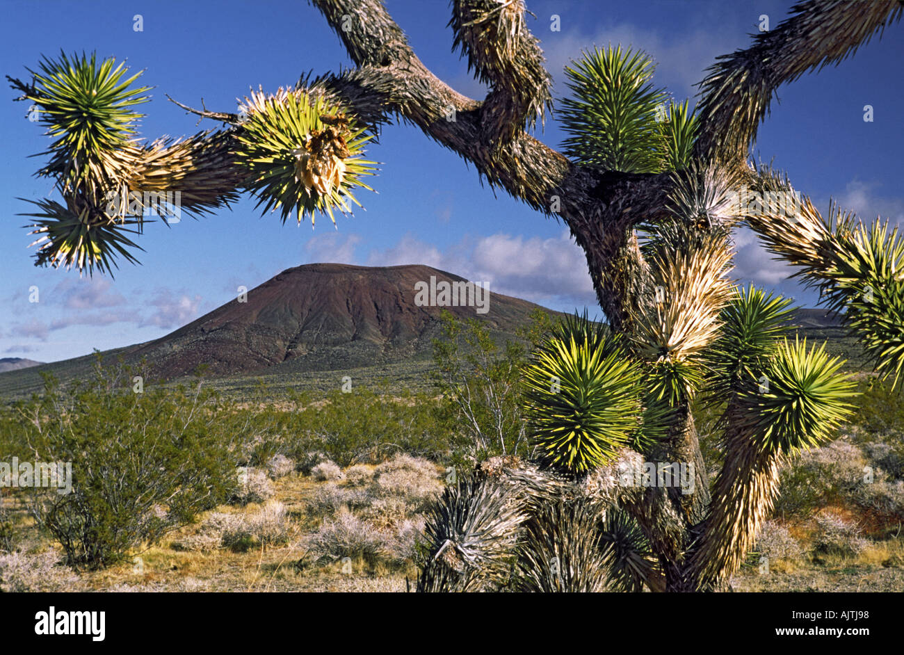 Joshua tree, Cinder Cone in distance, Lava Beds area, Mojave Desert ...