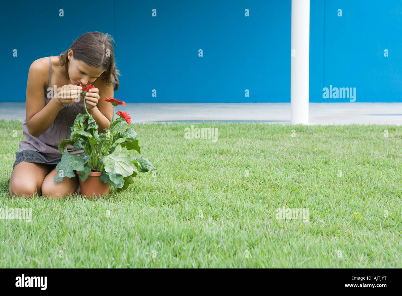 Young woman smelling gerbera daisy, kneeling on grass, full length ...