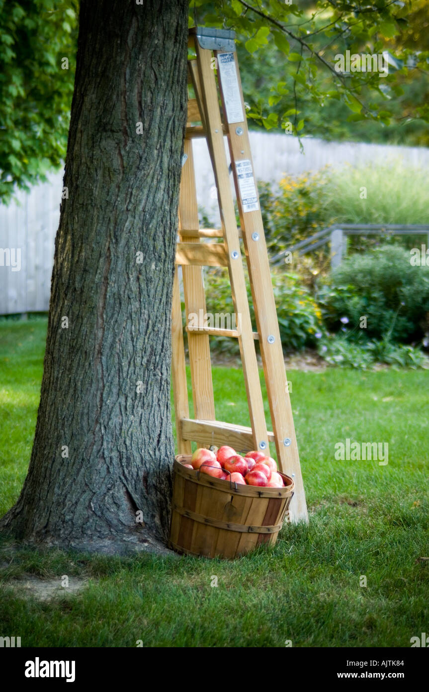 Bushel of apples and ladder under tree Stock Photo - Alamy