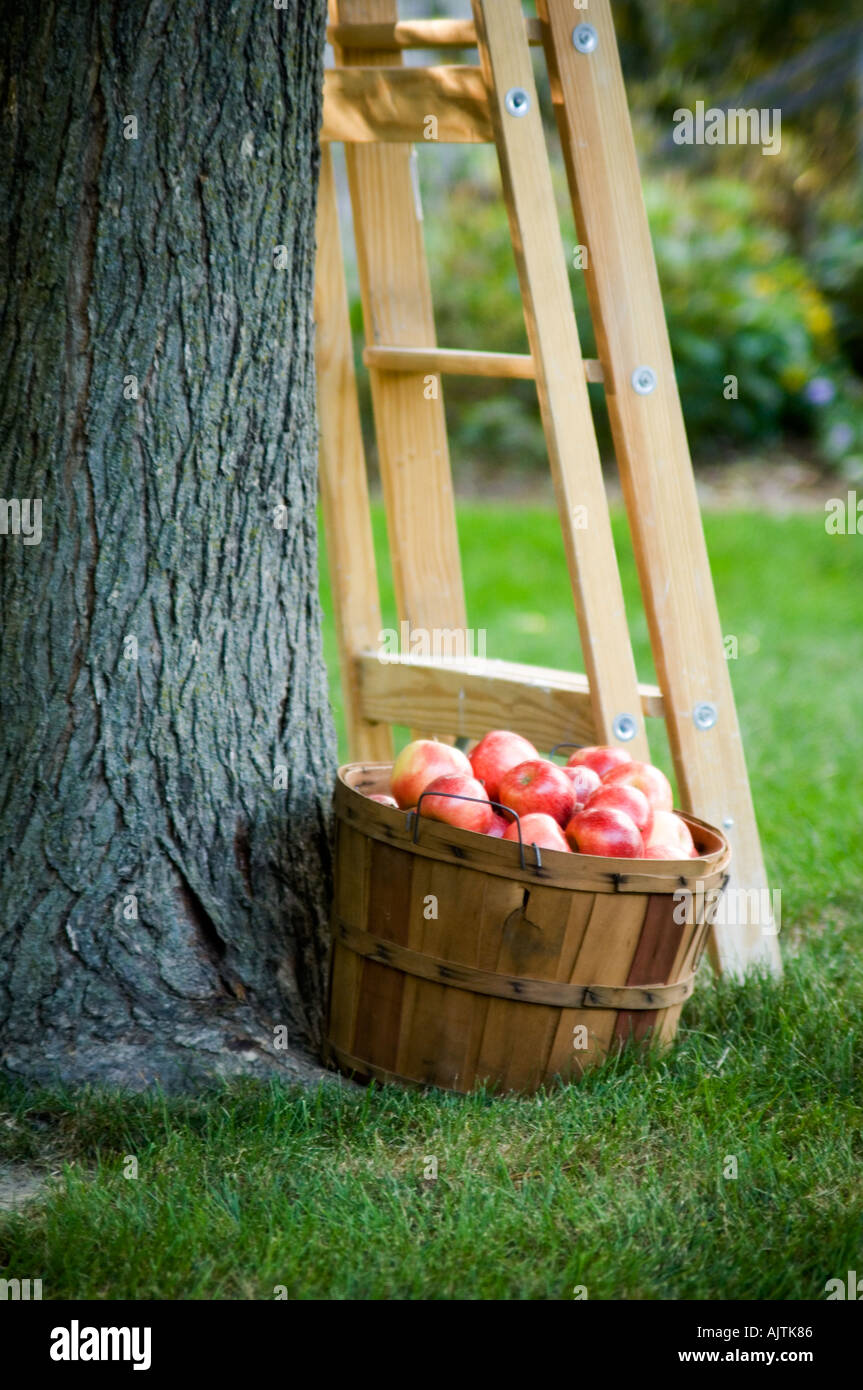 Bushel of apples and ladder under tree Stock Photo - Alamy