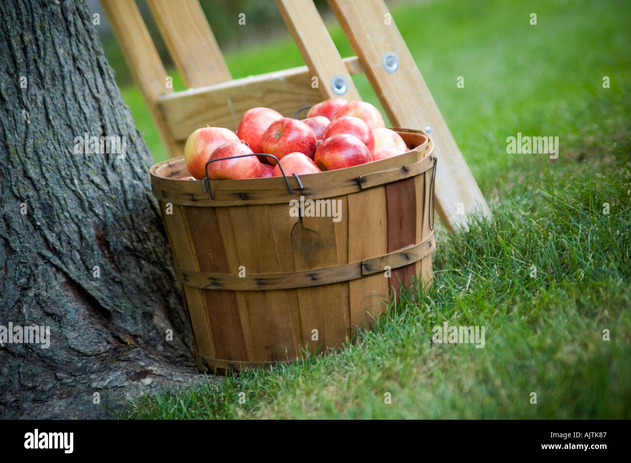 Bushel of apples and ladder under tree Stock Photo - Alamy