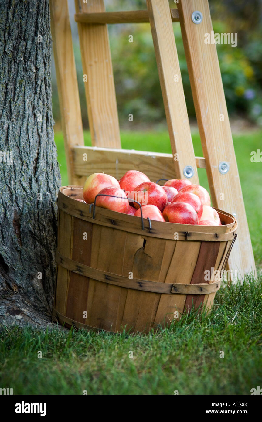 Bushel of apples and ladder under tree Stock Photo - Alamy