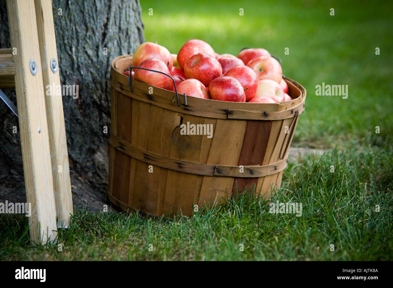 Basket apples under apple tree hi-res stock photography and images - Alamy