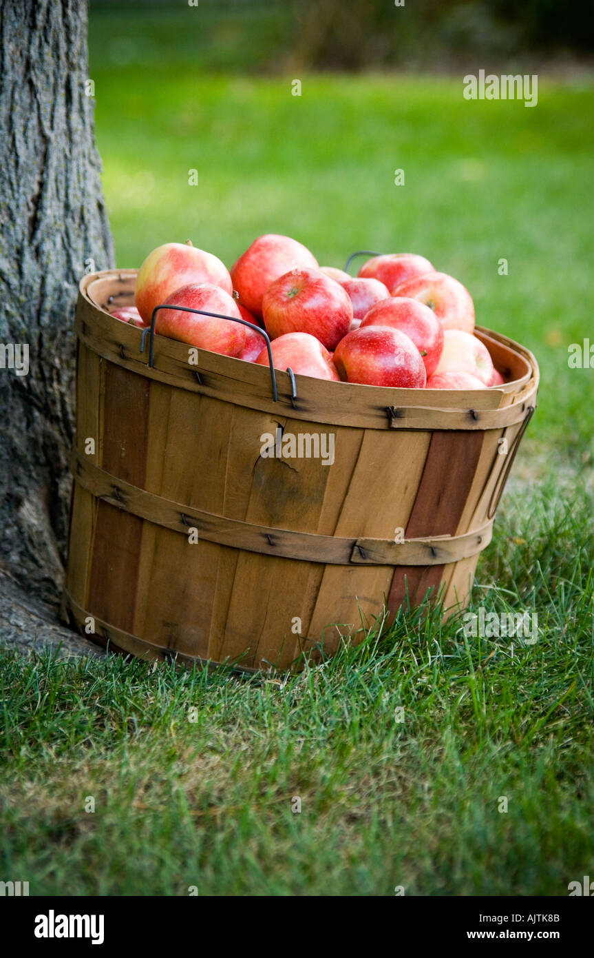 Bushel of apples under tree Stock Photo - Alamy