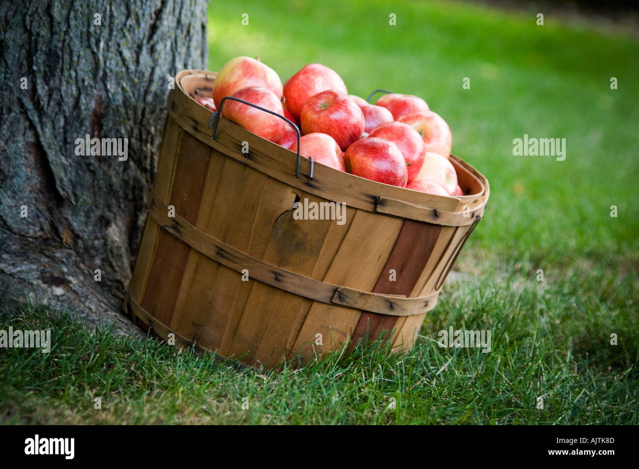 Bushel of apples under tree Stock Photo - Alamy