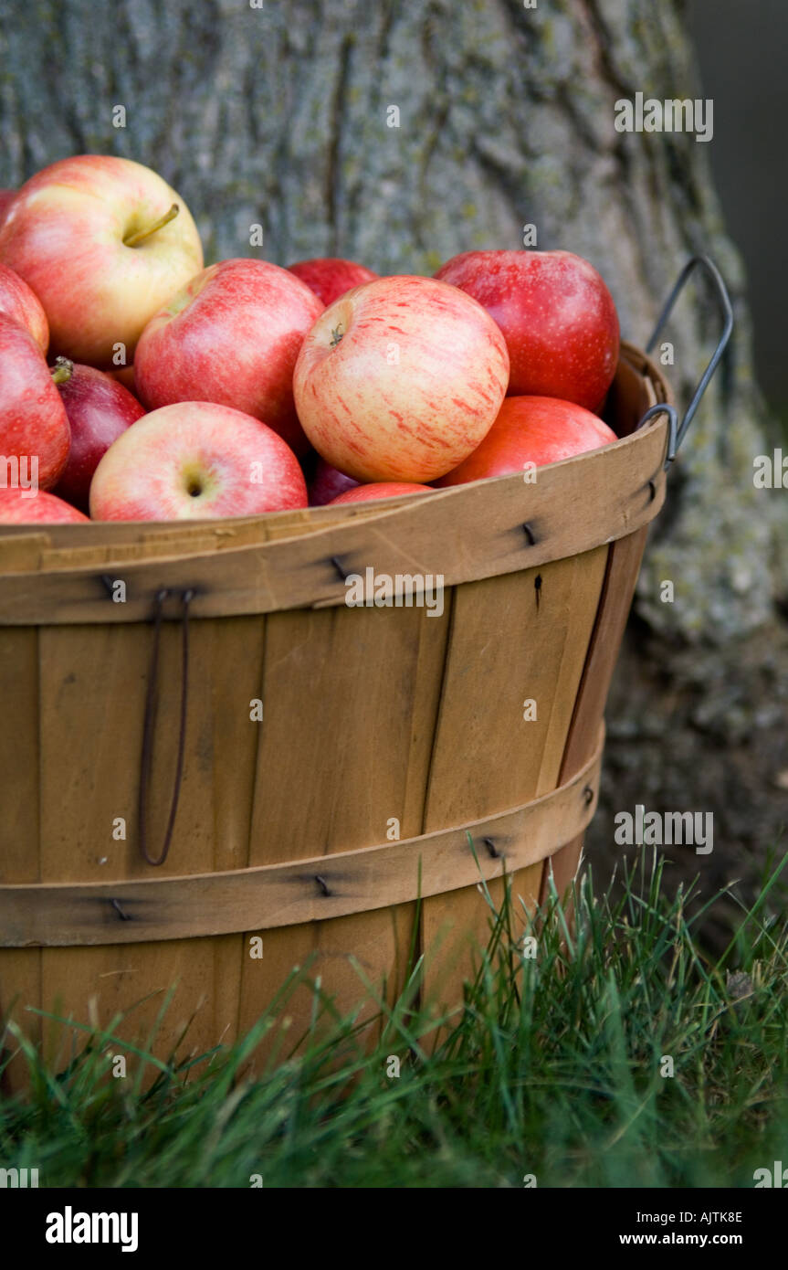 Bushel of apples under tree Stock Photo - Alamy