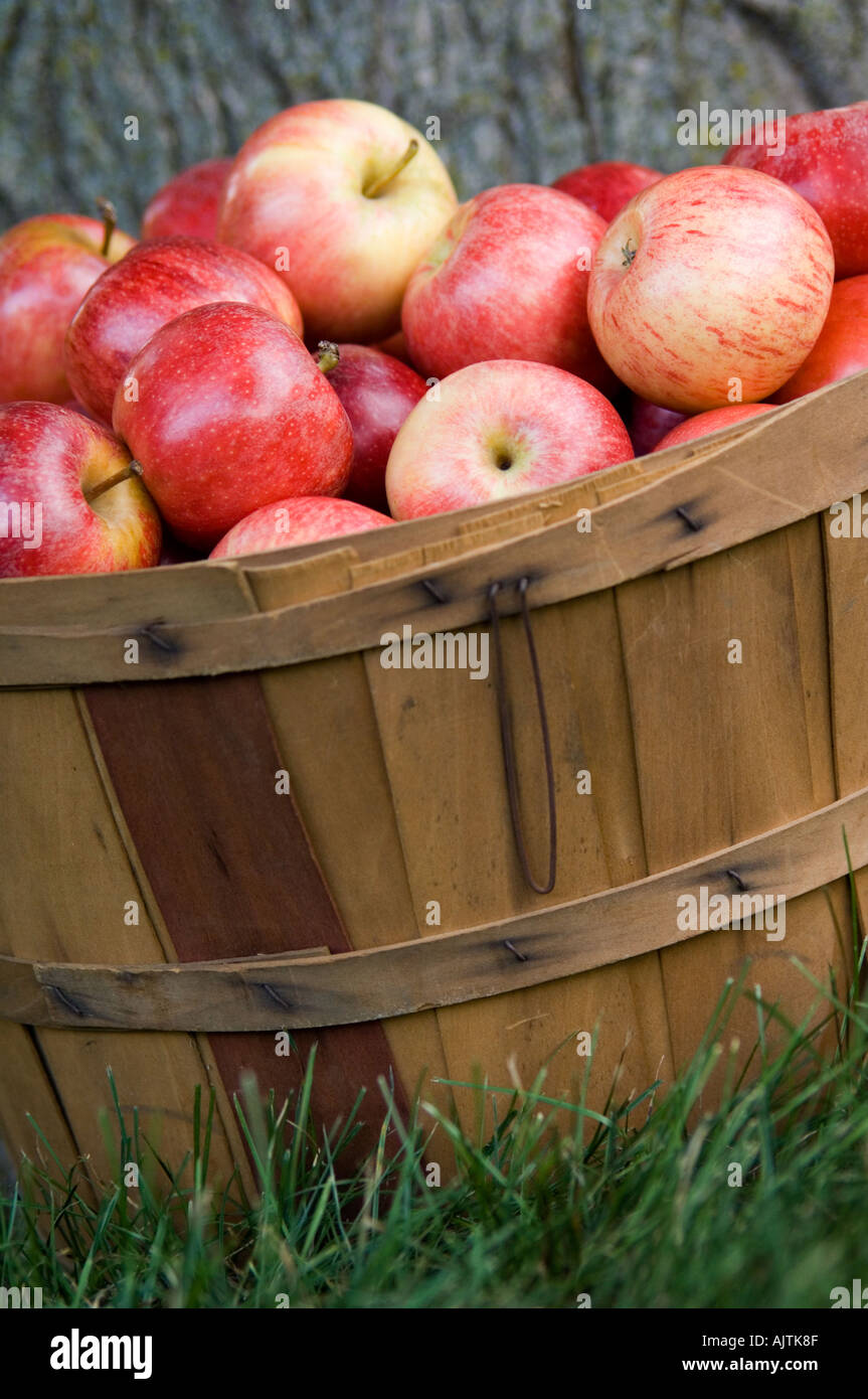 Bushel of apples under tree Stock Photo - Alamy