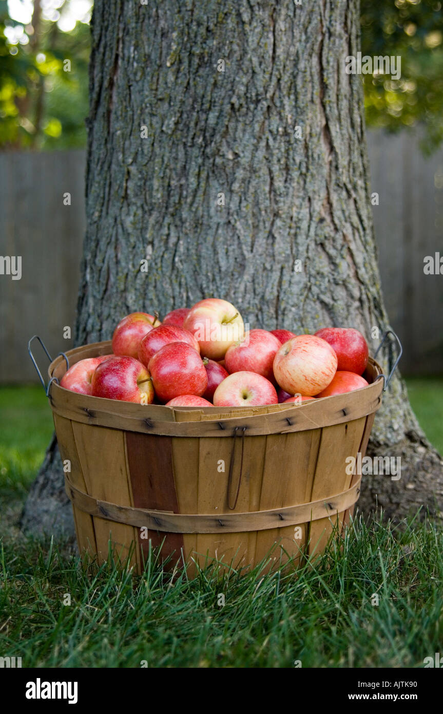 Bushel of apples under tree Stock Photo - Alamy