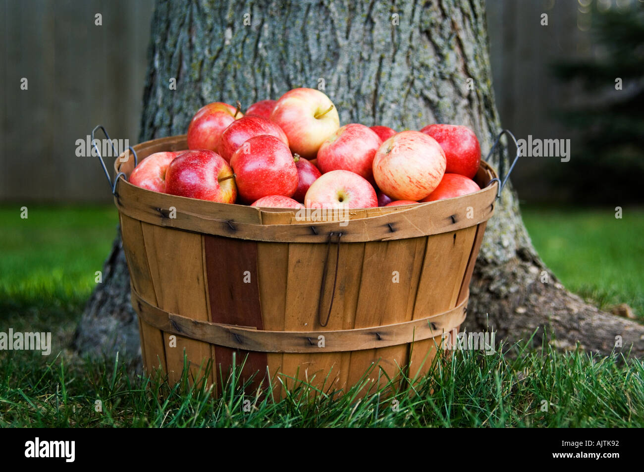 Bushel of apples under tree Stock Photo - Alamy