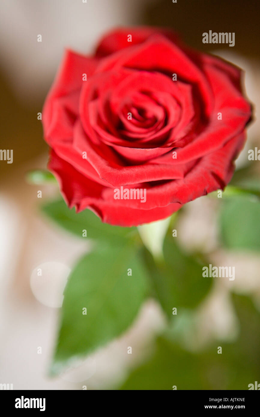 a single red rose Stock Photo - Alamy