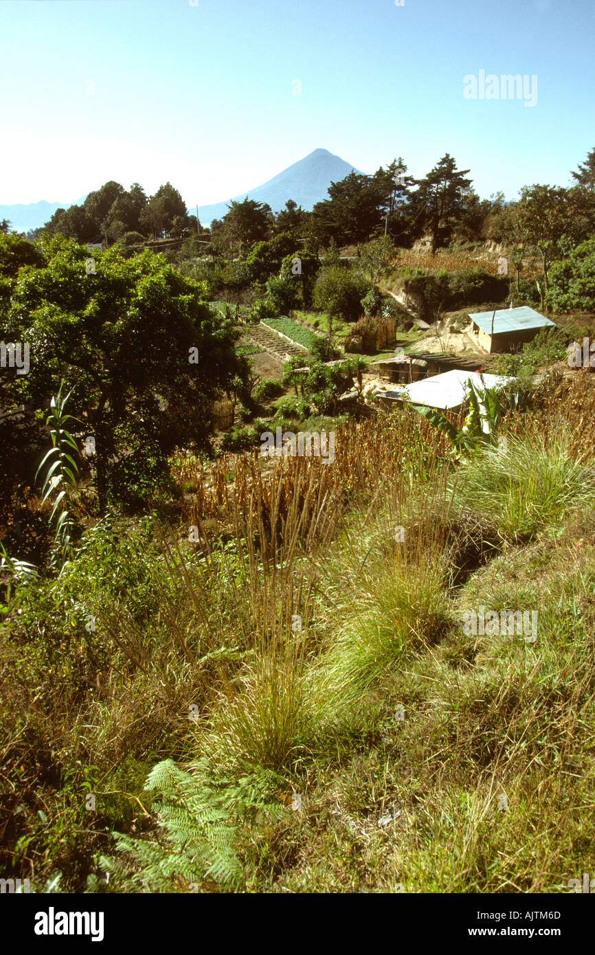 Guatemala Atitlan agriculture small farm near Los Encuentros with ...