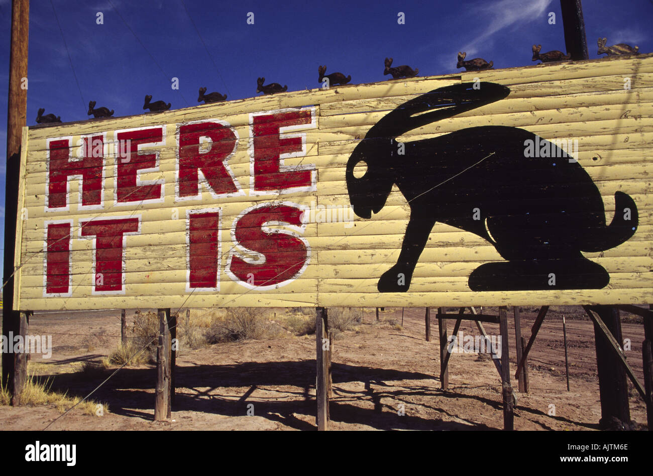 Arizona jackrabbit hi-res stock photography and images - Alamy
