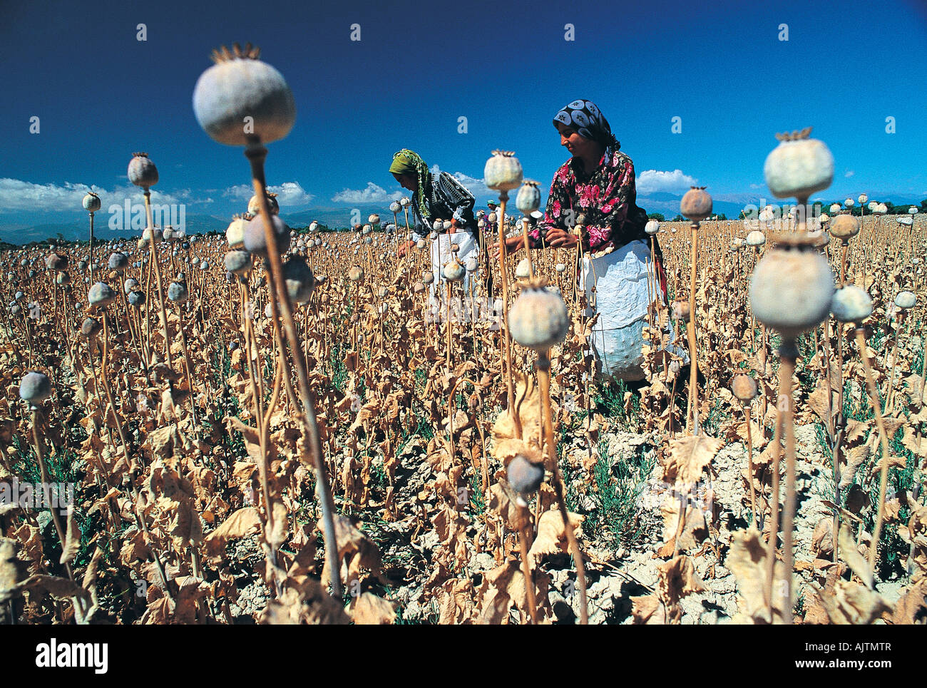 Opium seed harvest, Aksehir Konya Turkey Stock Photo - Alamy