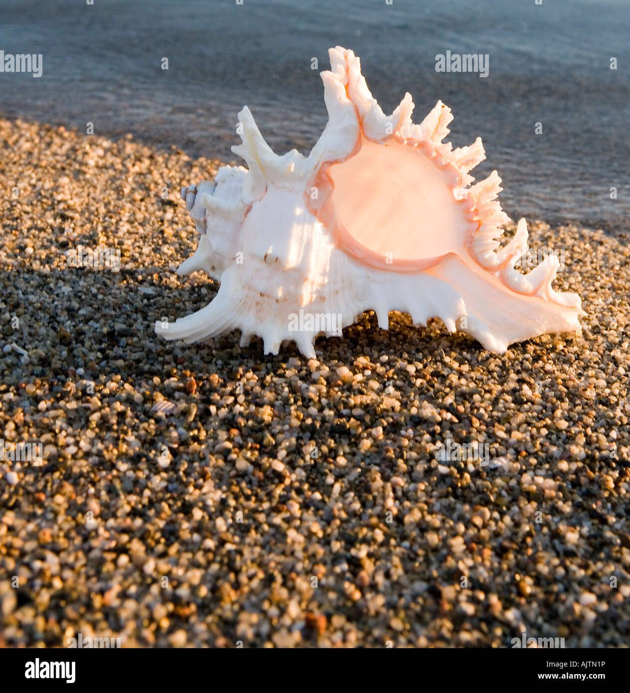 Seashell on the beach Stock Photo - Alamy