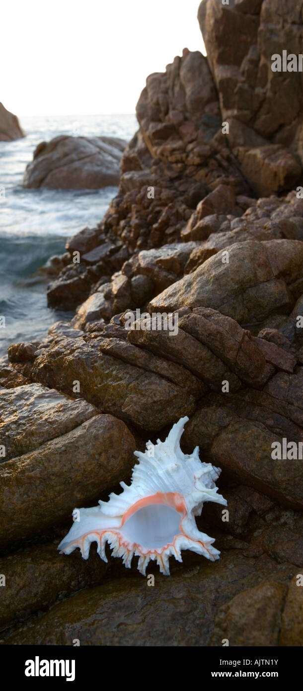 Seashell on searock Stock Photo - Alamy